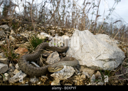 smooth snake, coronella austriaca in austria Stock Photo - Alamy