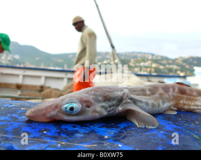 lesser spotted dogfish, smallspotted dogfish, rough hound, smallspotted ...