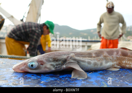 lesser spotted dogfish, smallspotted dogfish, rough hound, smallspotted ...
