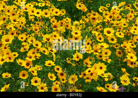 Coreopsis Flowers Southeast United States Stock Photo - Alamy