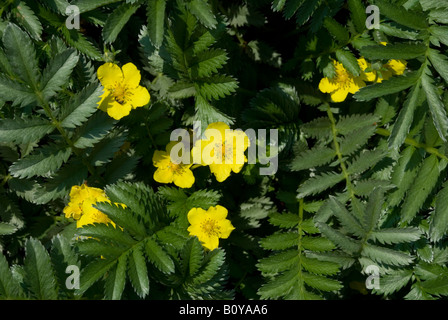 Potentilla anserina, Silverweed Stock Photo - Alamy