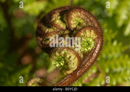 Ponga Tree Fern Frond Unfurling Koru South Island New Zealand Stock ...