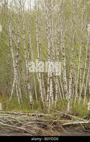 Red Alder (Alnus rubra Stock Photo - Alamy