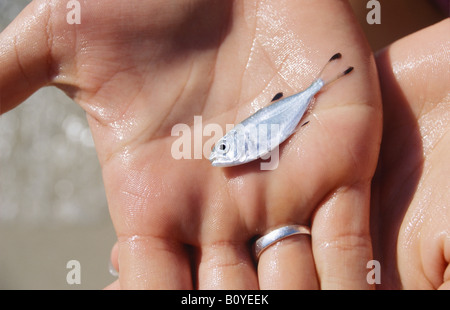Person's hand holding small fish in a seafood market Stock Photo - Alamy