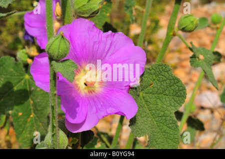 image of alcea pallida Stock Photo - Alamy