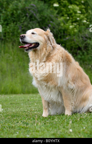 Golden Retriever overweight too fat Stock Photo - Alamy