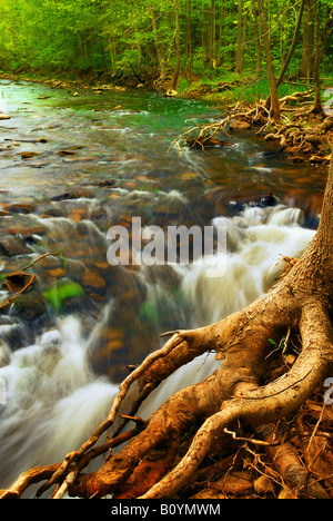 River flowing among tree roots in a forest Stock Photo - Alamy