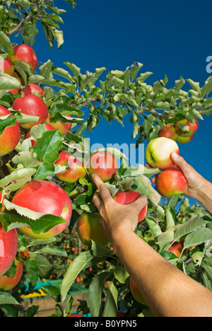 Picking an apple from a tree. Malus Domestica 'Arthur Turner' Stock ...