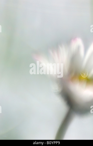 Daisies, Bellis perennis, in a closeup Stock Photo - Alamy