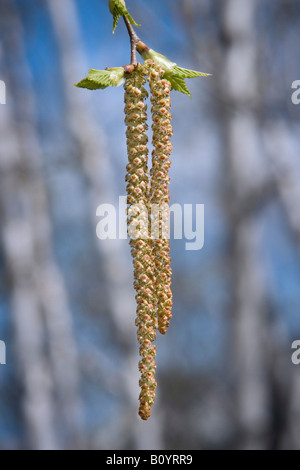 Spring's new growth in Montreal Stock Photo - Alamy