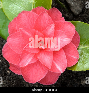 Camellia japonica "Lavinia Maggi Stock Photo - Alamy