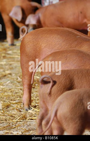 Domestic Pig, Duroc sow with piglets, being sold at market, Beeston ...