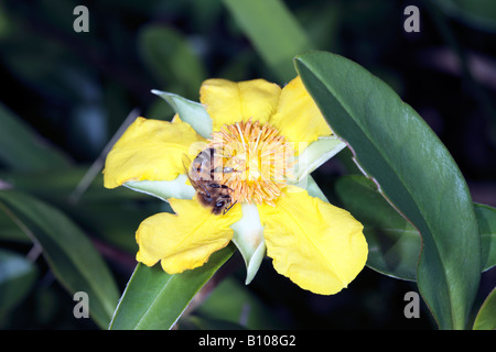 Climbing Guinea Flower (Hibbertia scandens) entwined around Wattle (Acacia) flowers and seed ...