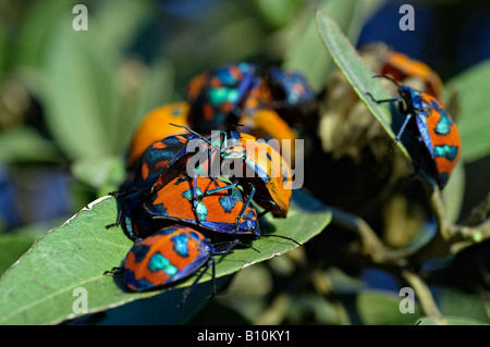Harlequin stink bug, shield-backed bug (Tectocoris diophthalmus ...