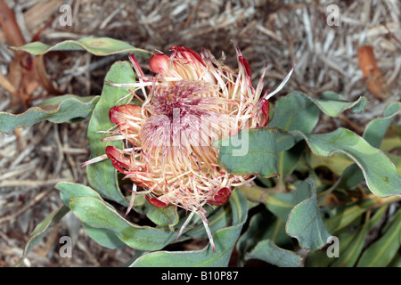 stink-leaf sugarbush (Protea susannae Stock Photo - Alamy
