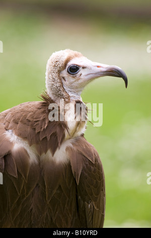 Bird of Prey - African Vulcher Stock Photo - Alamy