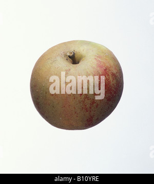 Ashmeads Kernel, UK apple Stock Photo - Alamy