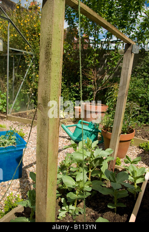 Making Broad bean frame: Step 8 Stock Photo - Alamy