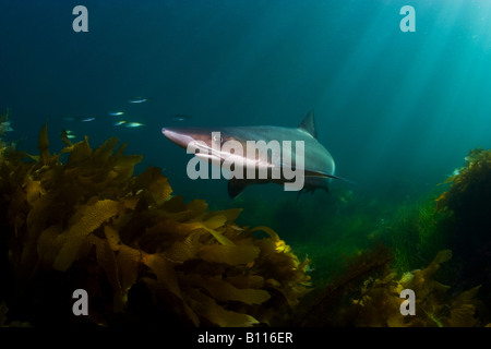 Tope shark, Tope, Soupfin shark, School shark (Galeorhinus galeus ...