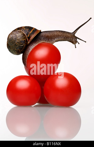 A snail on tomatoes Stock Photo - Alamy