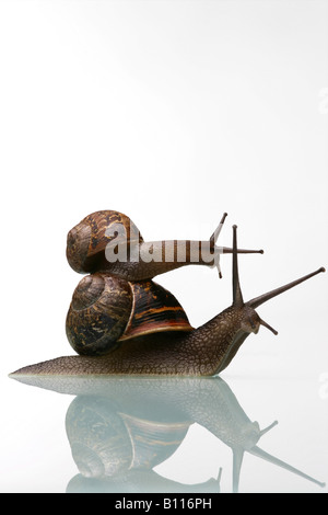 "common british snails Stock Photo - Alamy