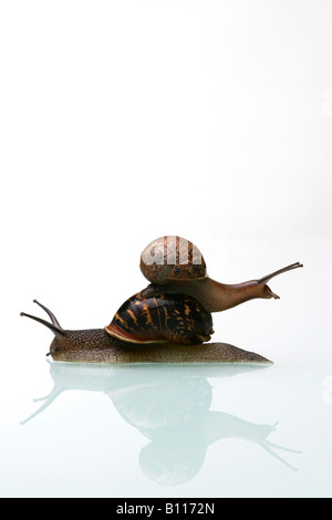 "common british snails Stock Photo - Alamy