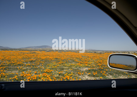 California poppy fields seen through open window Stock Photo - Alamy