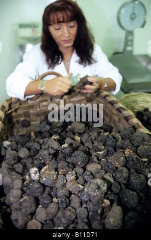 italy umbria valnerina woman sorting truffles inside the urbani truffle ...