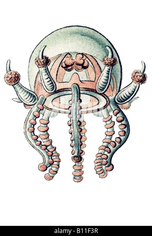 Life cycle of jellyfish Stock Photo - Alamy