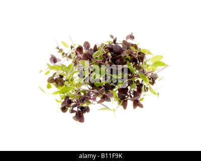 Lemon and Purple Basil Seedlings Stock Photo - Alamy