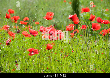 Blooming red poppy flowers in green field against blue sky, Beautiful ...