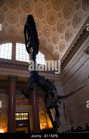 ROOSEVELT ROTUNDA ALLOSAURUS SKELETON AMERICAN MUSEUM OF NATURAL ...