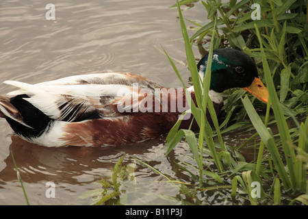 Mallard drake drakes duck ducks 'Anas platyrhynchos' waterfowl Stock ...