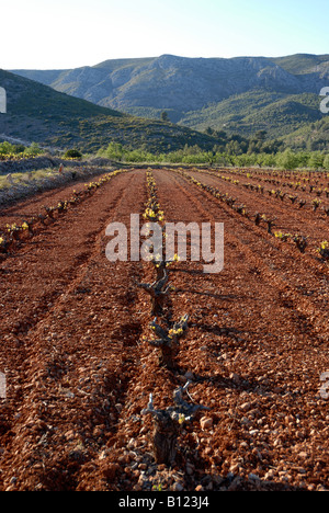 vineyard in early spring, Jalon Valley, Alicante Province, Comunidad ...