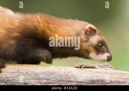Polecat, Mustela putorius, sitting on branch Stock Photo - Alamy