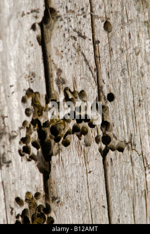 Woodworm or furniture beetle (Anobium punctatum) holes with dust or ...