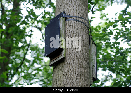 Bat roosting box on a tree, round woodcrete box for roosting bats in a ...