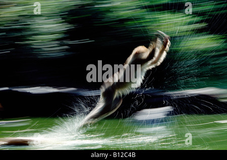 magot de gilbraltar Berberaffe Barbary ape Macaca sylvanus adult Affen ...