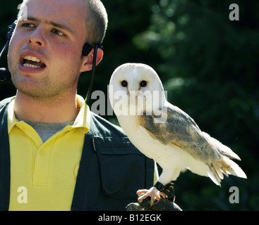 barn owl with handler Stock Photo - Alamy