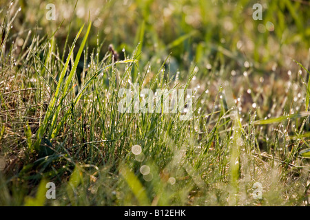 Dew grass early morning. Beautiful emerald color of summer grass ...