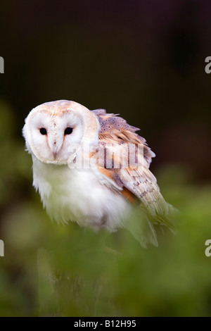 The ruffled owl (Tyto alba Stock Photo - Alamy