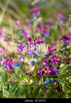 Spring Bitter Vetch, Lathyrus vernus, Fabaceae (Leguminosae ...