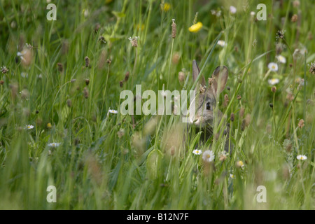 young rabbit in the meadow Stock Photo - Alamy