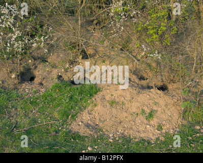 Sketch of a Rabbit Warren Stock Photo: 106944271 - Alamy