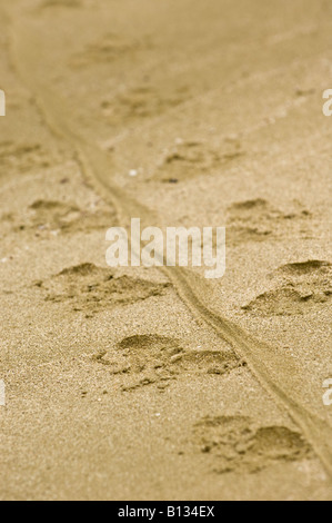 iguana tracks in sand Stock Photo - Alamy