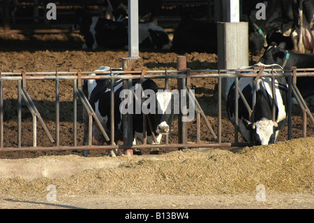 Israel Jezreel Valley Two Cows in a dairy farm Stock Photo - Alamy