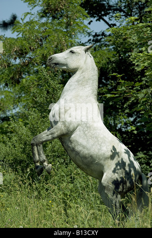 rising German Riding Pony Stock Photo - Alamy