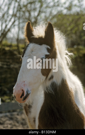 Irish Tinker foals Stock Photo - Alamy