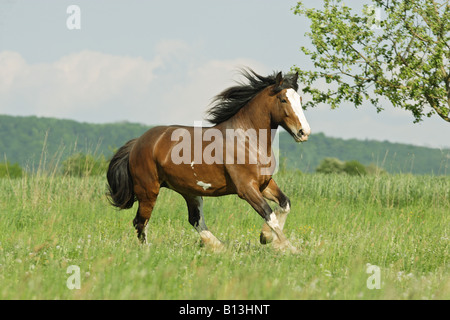 Shire Horse - galloping on meadow Stock Photo - Alamy