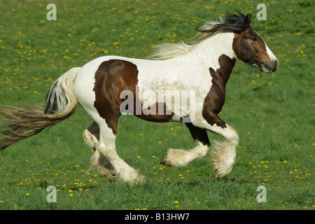 Tinker Pony horse - galloping on meadow Stock Photo - Alamy